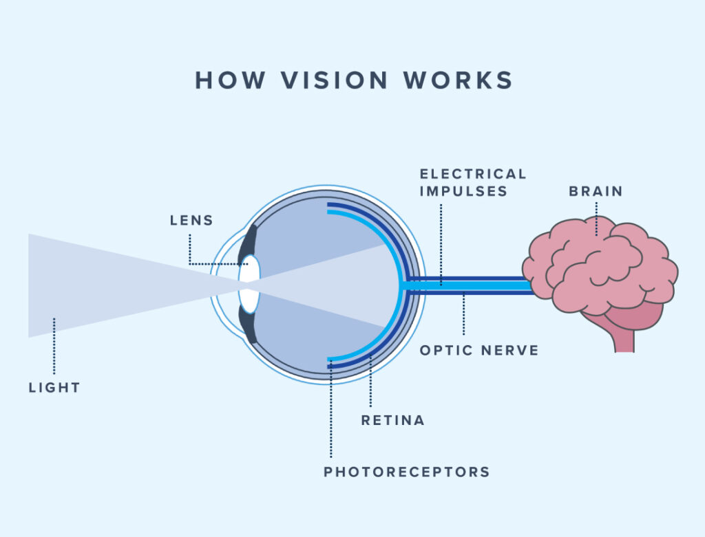 Eye Anatomy: Parts of the Eye | Warby Parker