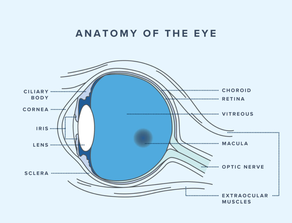 Eye Anatomy: Parts of the Eye | Warby Parker